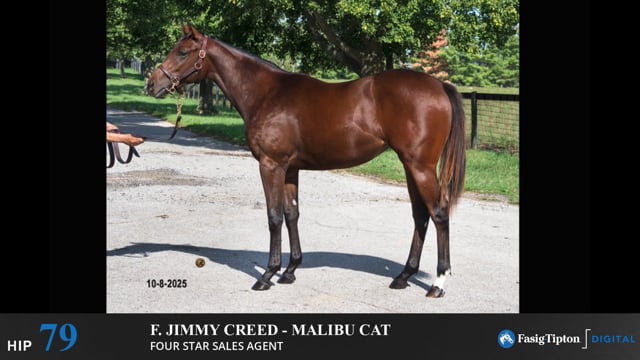 2024-Malibu Cat