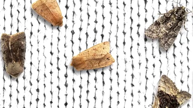 HGX mottenballen | voor de effectieve bestrijding van motten