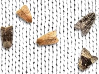 HGX mottenballen | voor de effectieve bestrijding van motten