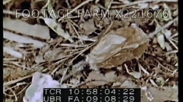 Footage Farm Ltd - Public Domain Film Archive and Historical Stock ...