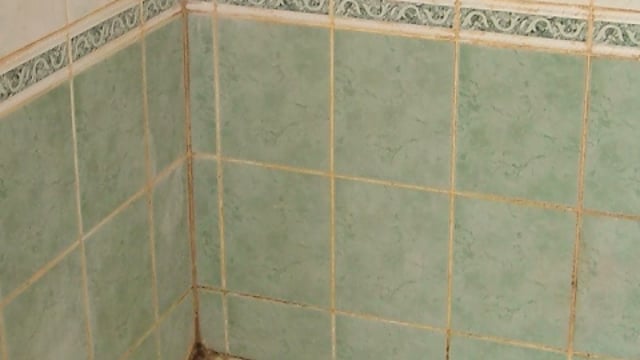 HG spray moussant destructeur de moisissures | un spray anti-moisissure ...